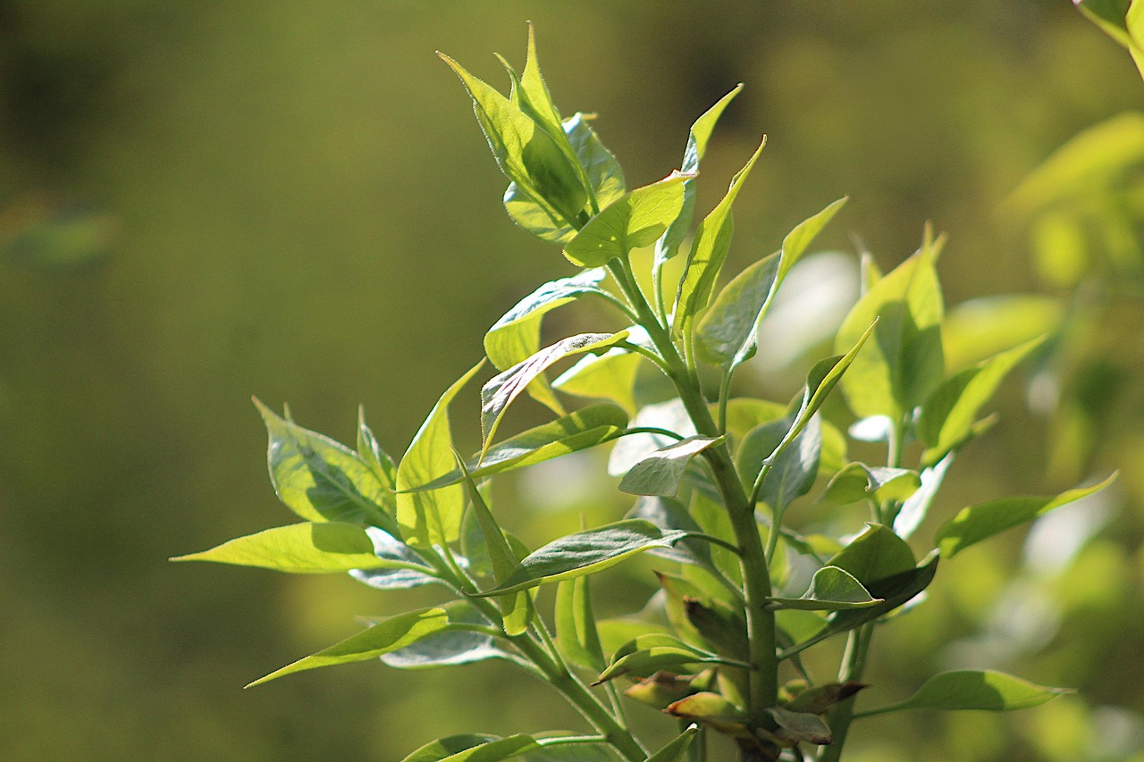 Natureza Plantas Folhas - Foto gratuita no Pixabay - Pixabay