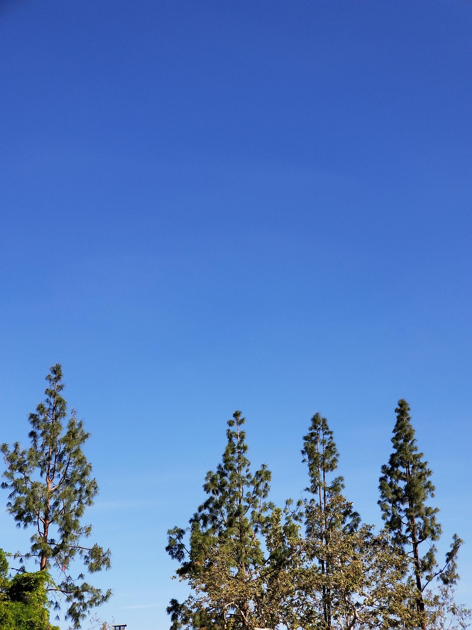 Ciel Des Arbres Nature - Photo gratuite sur Pixabay - Pixabay