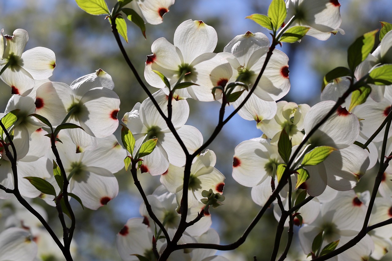200,000+ Free Dogwood Trees & Dogwood Images - Pixabay