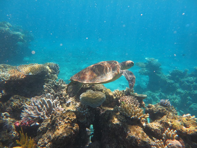 Australia Riutta Korallit - Ilmainen valokuva Pixabayssa - Pixabay