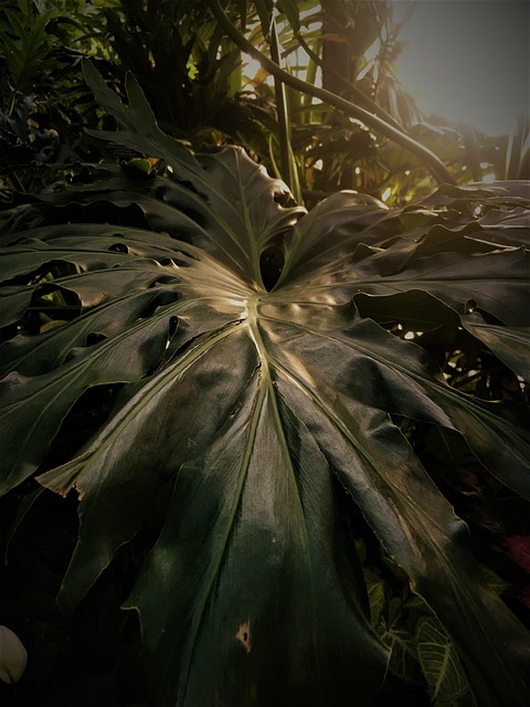 Monstera Pflanze Blatt - Kostenloses Foto auf Pixabay - Pixabay