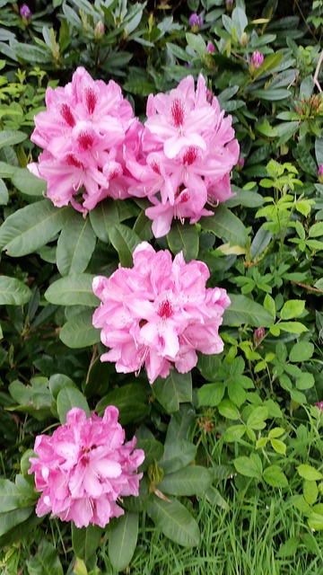 Flores Rosado Naturaleza - Foto gratis en Pixabay