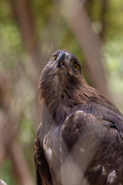 Accipitridae Accipitriformes Al - Kostenloses Foto auf Pixabay - Pixabay