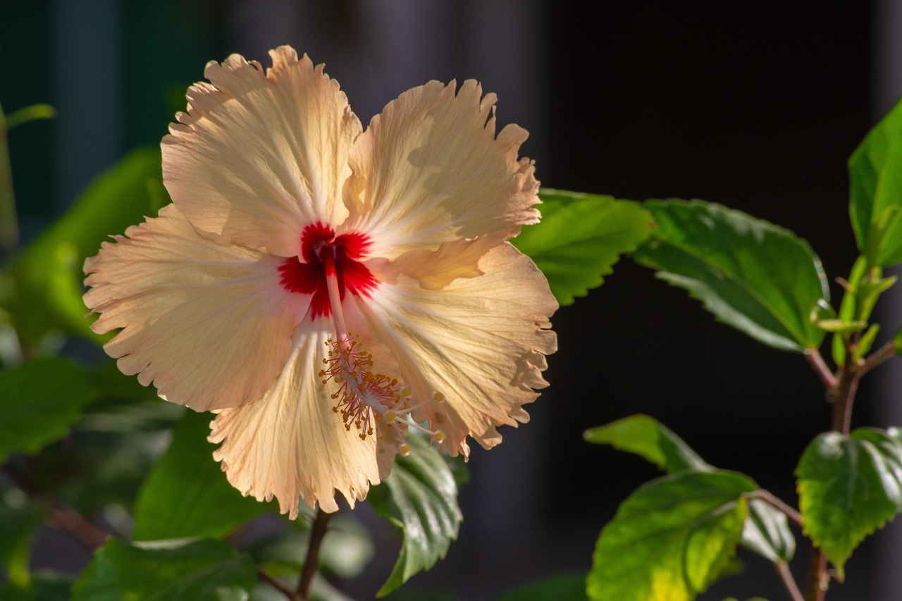 Más de 100 imágenes gratis de Flores Hawaianas y Hawaiano - Pixabay