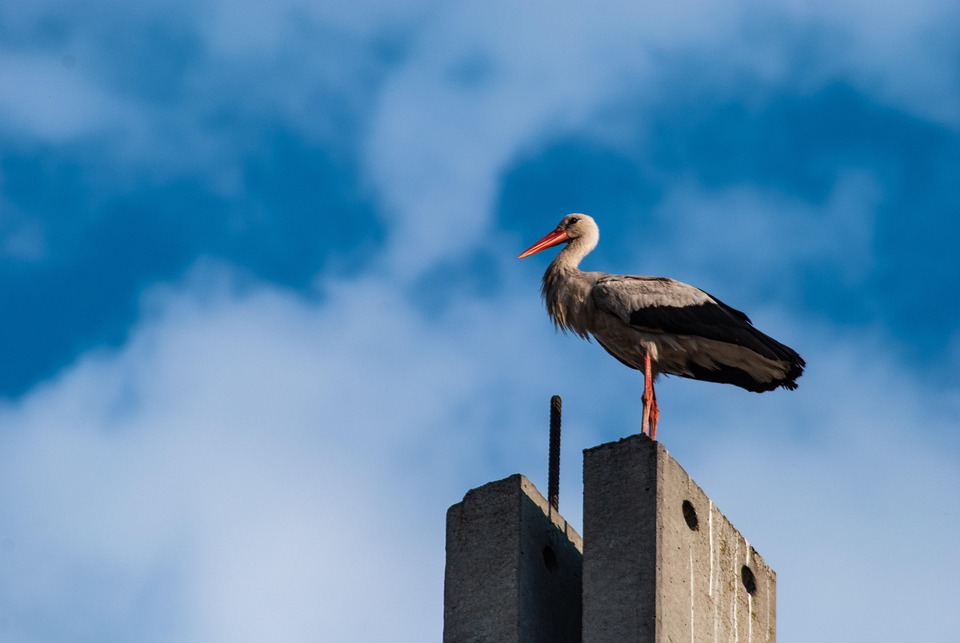 Cigogne Oiseau Animal - Photo gratuite sur Pixabay