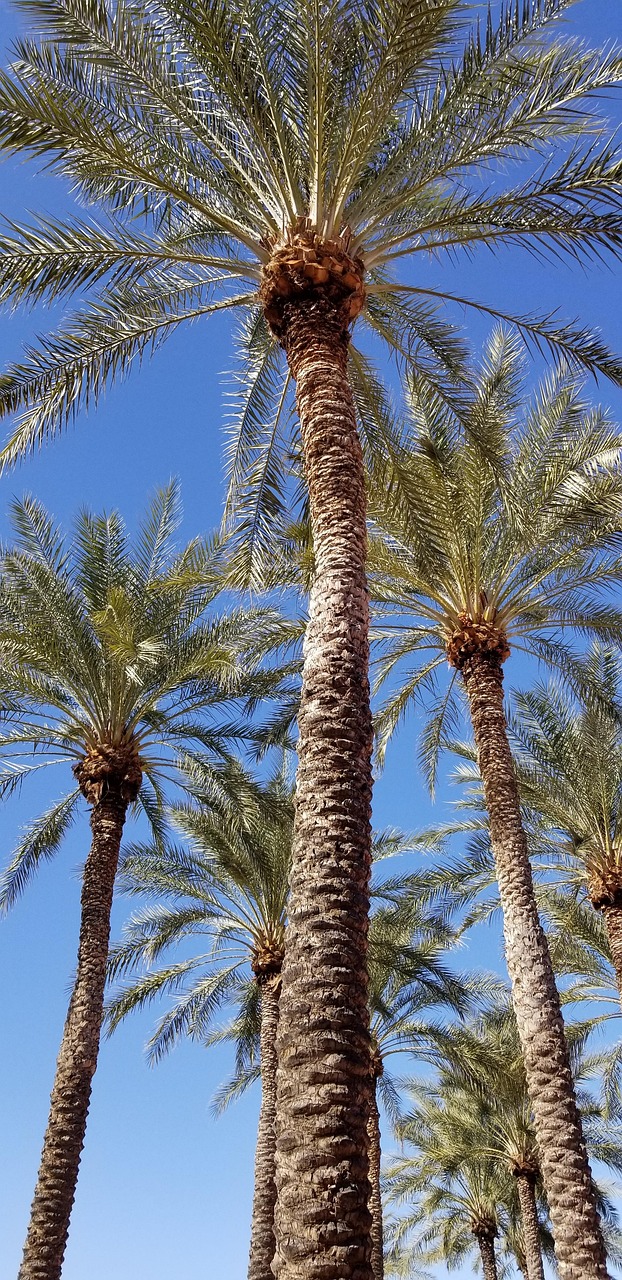 Palm Tree - Free photo on Pixabay - Pixabay