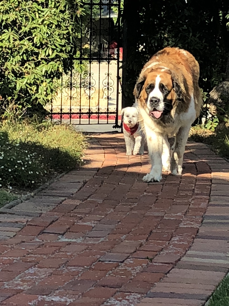 Giant Dog Kleiner Hund Sankt - Kostenloses Foto auf Pixabay - Pixabay