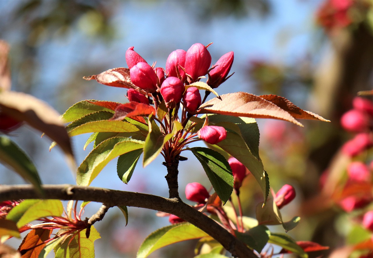 Sprig Apple Paradise - Free photo on Pixabay - Pixabay