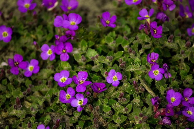 Обриета Flores Roxo - Foto gratuita no Pixabay - Pixabay