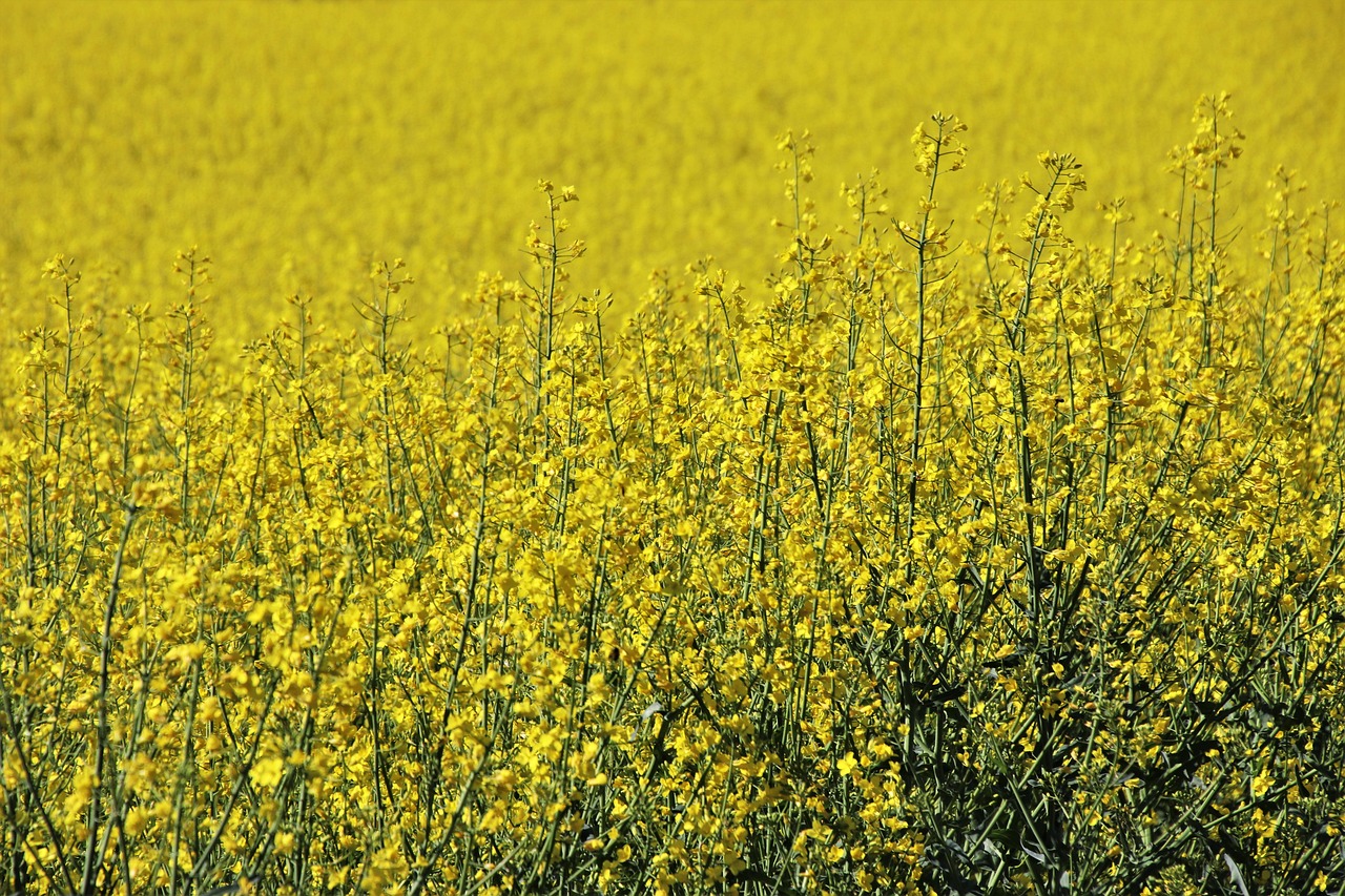 The Rape Flower Field Yellow - Free photo on Pixabay - Pixabay