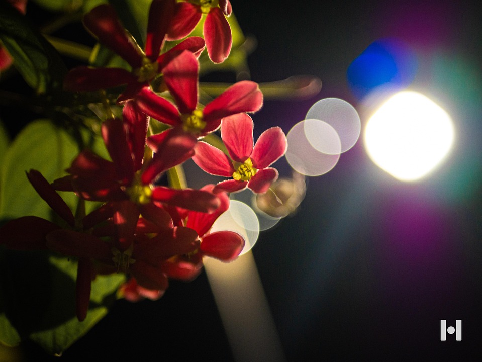 Blumen Licht Nacht - Kostenloses Foto auf Pixabay - Pixabay