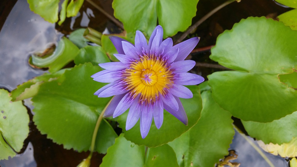 Lotus Violet - Photo gratuite sur Pixabay - Pixabay