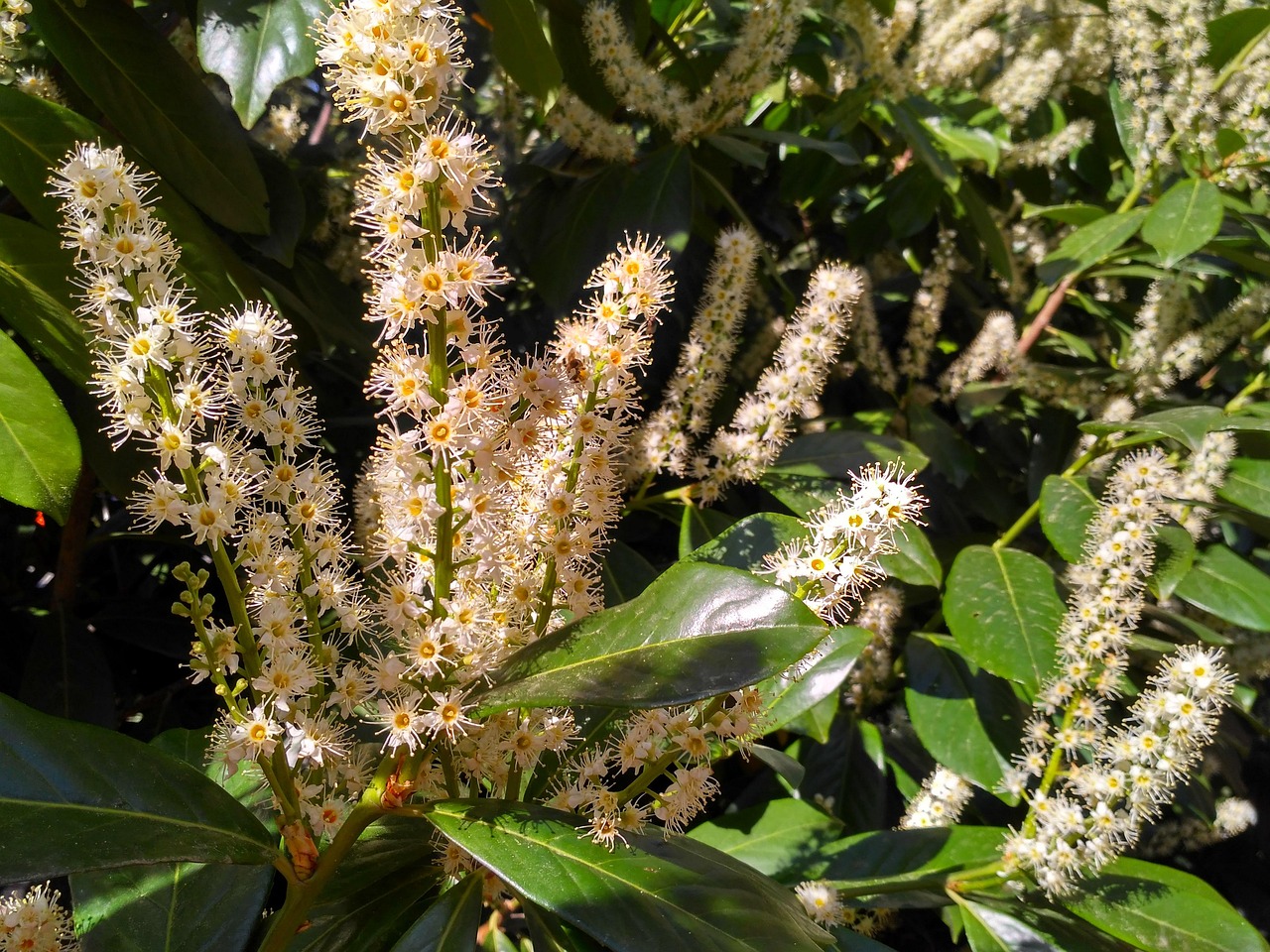 Flor Primavera Isla Margarita - Foto gratis en Pixabay