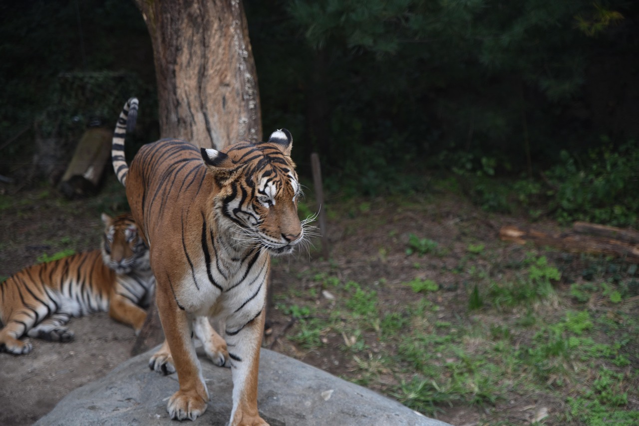 Tiger Animal Zoo - Free photo on Pixabay - Pixabay