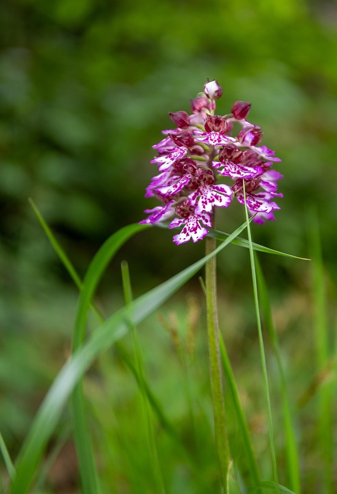 Orchis Purpurea Orchid - Free photo on Pixabay