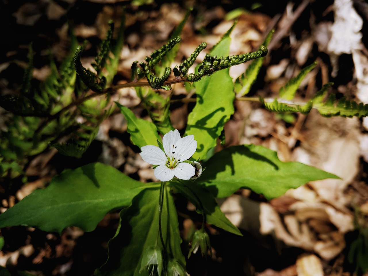 Individual Flower Plant Nature - Free photo on Pixabay