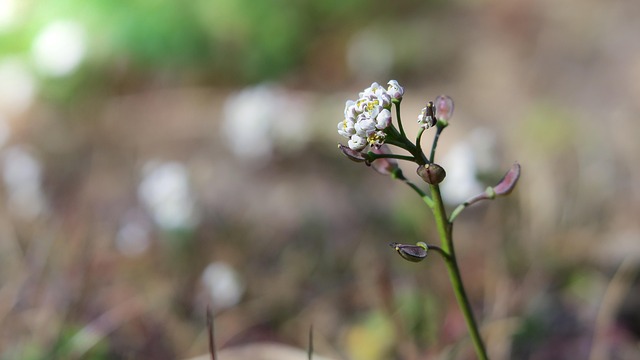 5+ Free Baby Mustard & Bloom Images - Pixabay