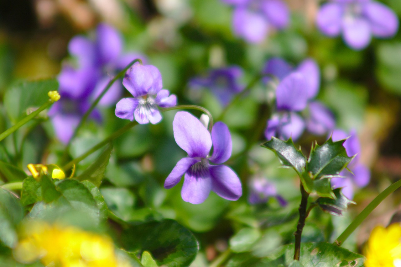 Violet Purple Viola - Free photo on Pixabay - Pixabay