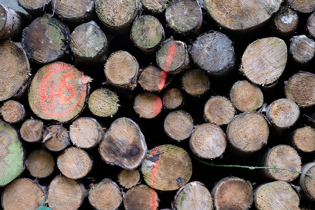 Wood Tree Trunks Old - Free photo on Pixabay - Pixabay