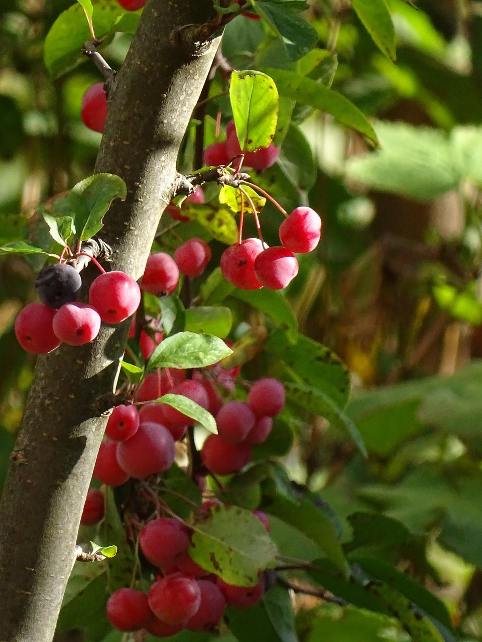 Autumn Fruits - Free photo on Pixabay - Pixabay