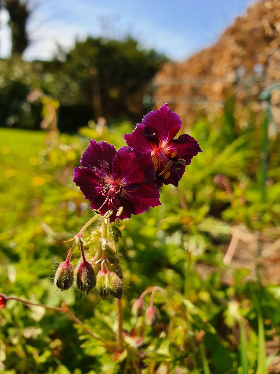 Geranium Phaeum Flower Bloom - Free photo on Pixabay - Pixabay