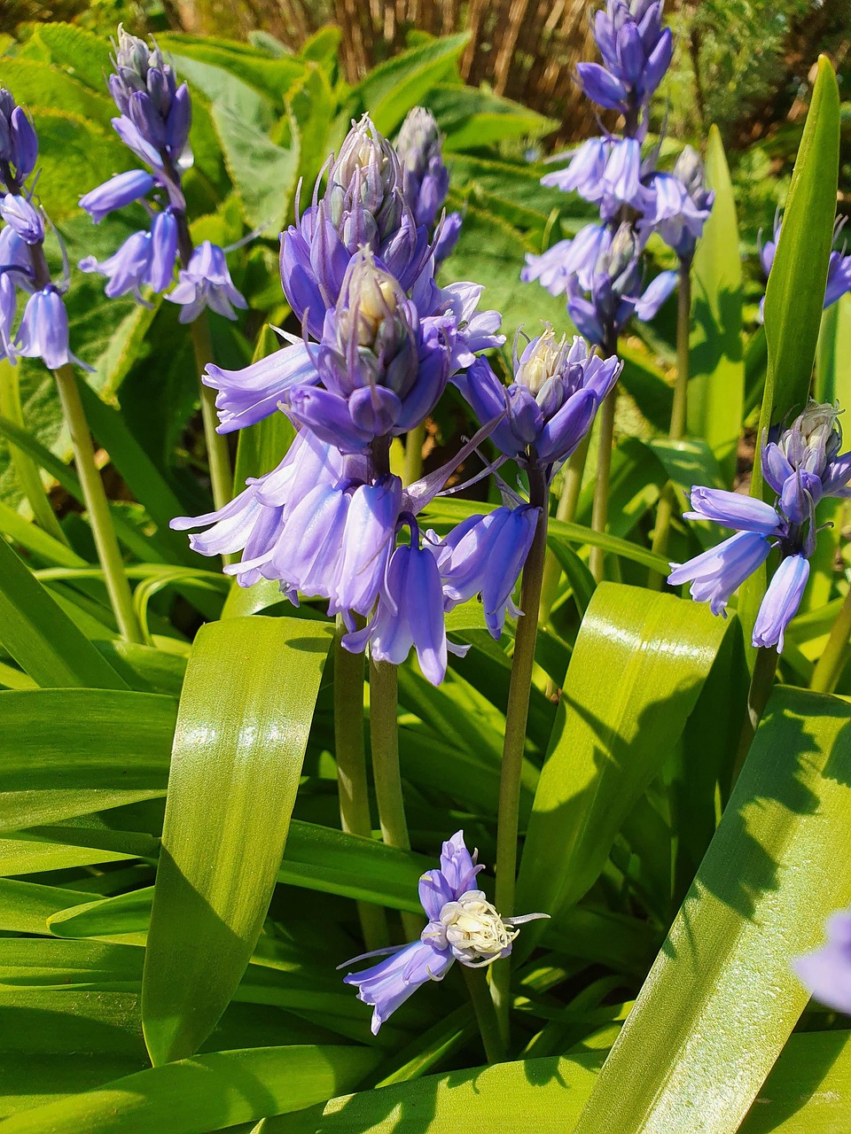 Spanish Bluebells Blue Flower - Free photo on Pixabay