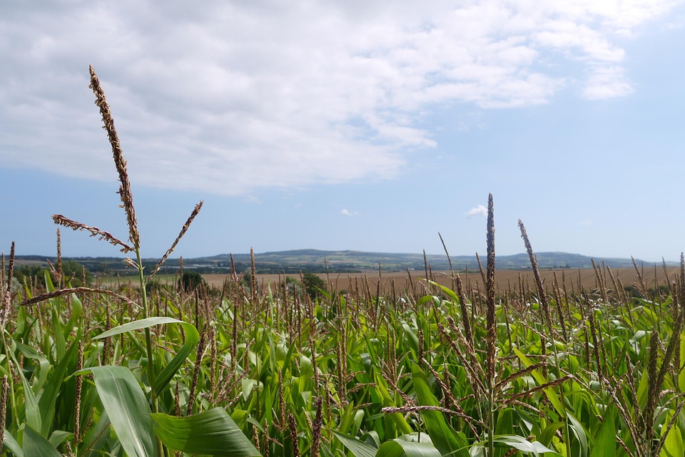 Landscape Field Crops - Free photo on Pixabay - Pixabay