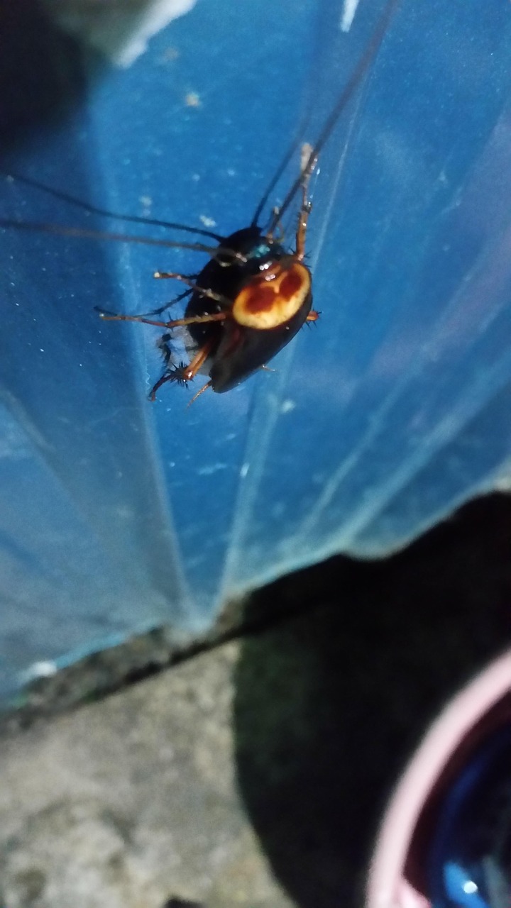 Insect Cockroach Nature - Free photo on Pixabay - Pixabay
