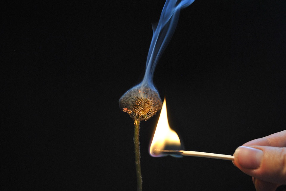 Flower Fire Light - Free photo on Pixabay - Pixabay