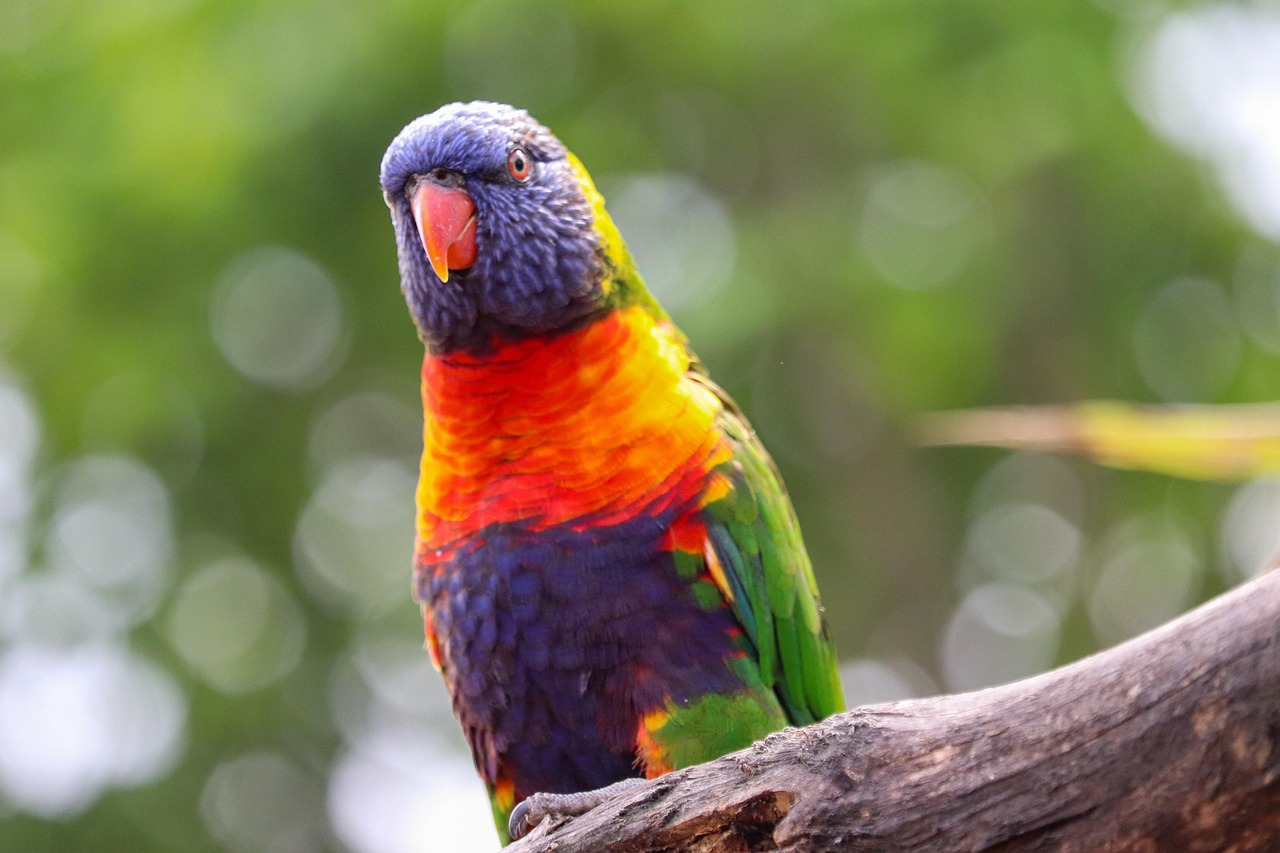 Oiseau Bird Budgie - Free photo on Pixabay - Pixabay