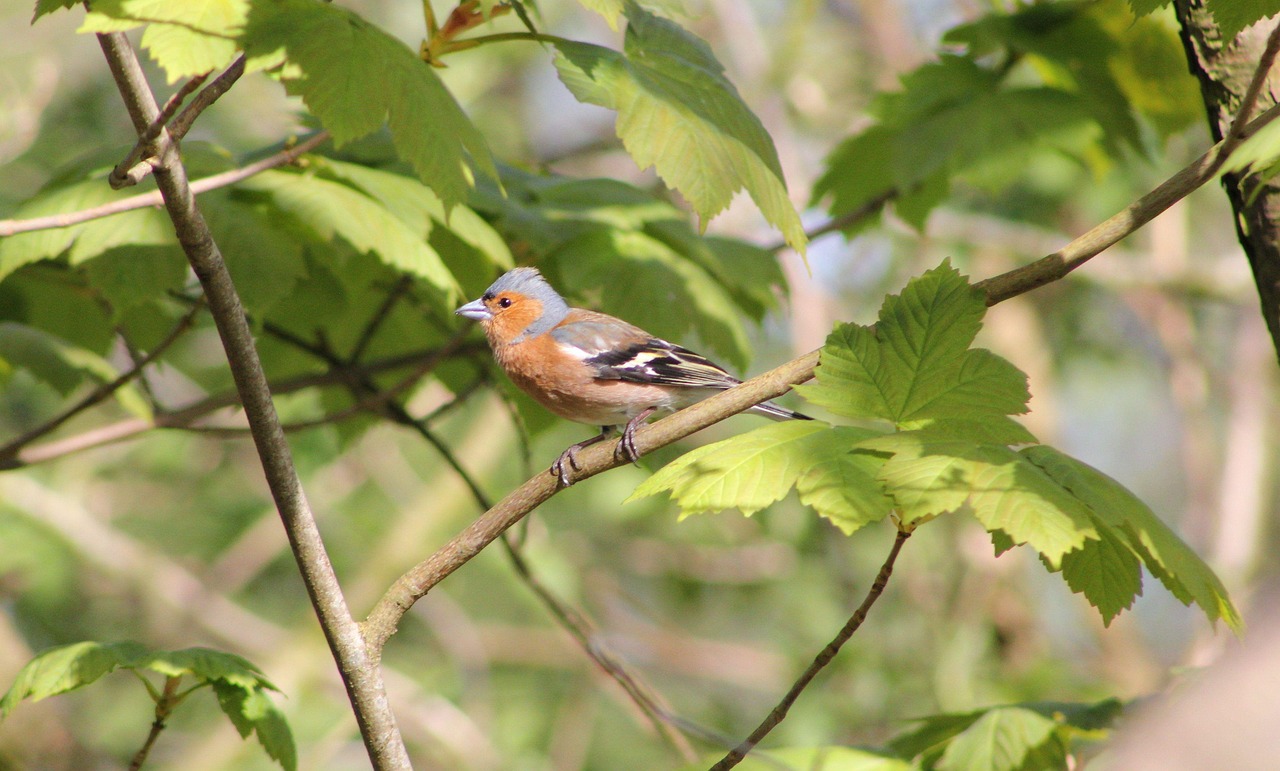Bird Chaffinch Feather - Free photo on Pixabay