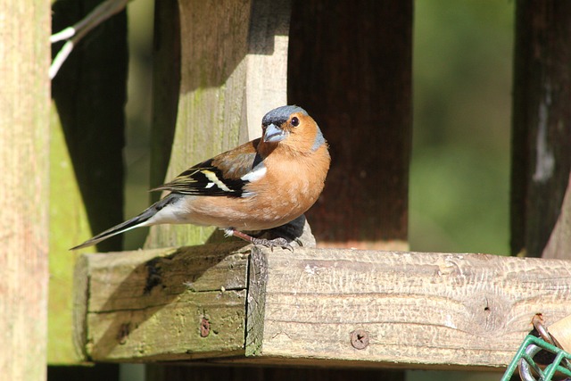 Bird Chaffinch Feather - Free photo on Pixabay - Pixabay
