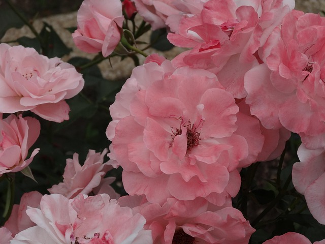 Nakanoshima Rose Garden Roses - Pixabayの無料写真 - Pixabay