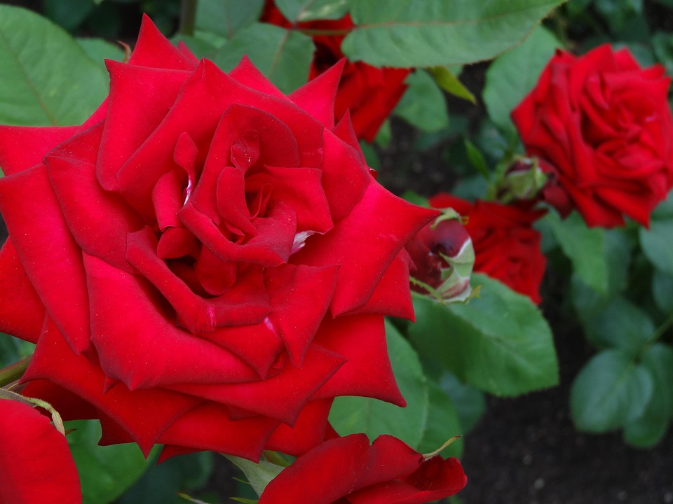 Nakanoshima Rose Garden Roses - Pixabayの無料写真 - Pixabay
