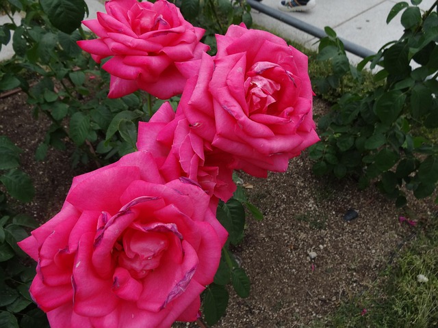 Nakanoshima Rose Garden Roses - Pixabayの無料写真 - Pixabay