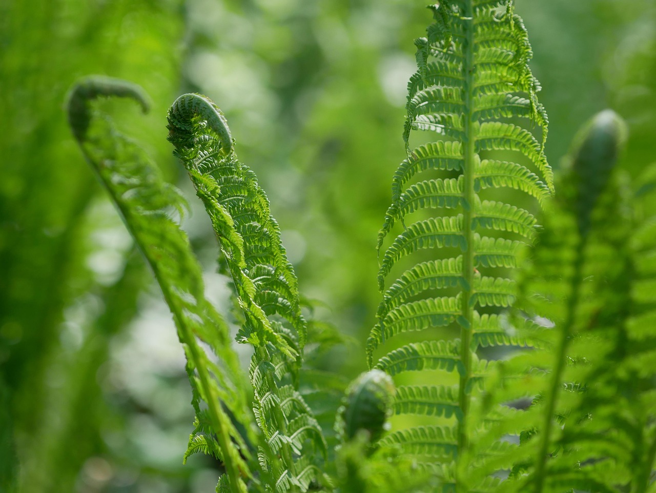 Fern Unroll Unfold - Free photo on Pixabay - Pixabay