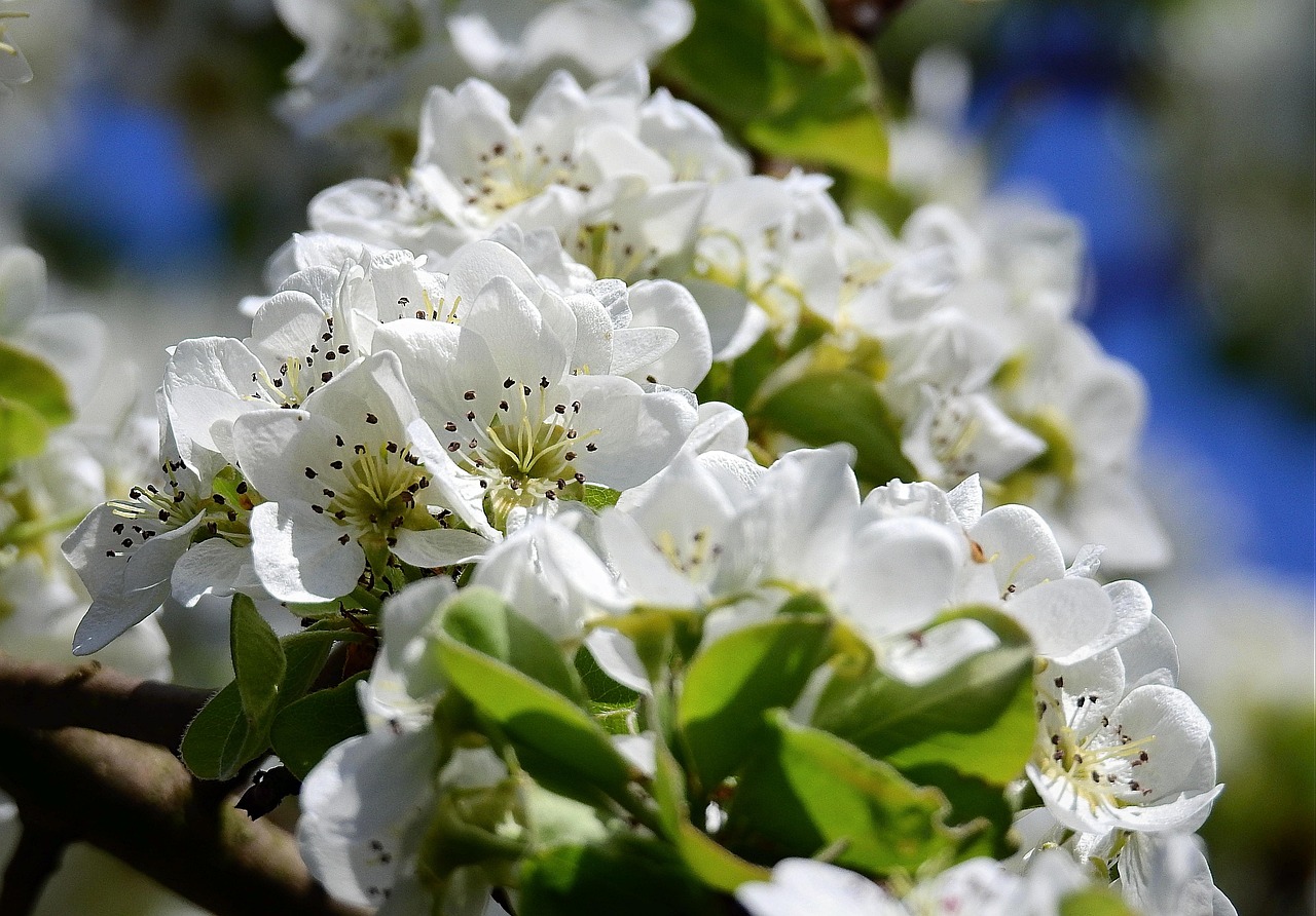 Flowers Flowering White - Free photo on Pixabay - Pixabay