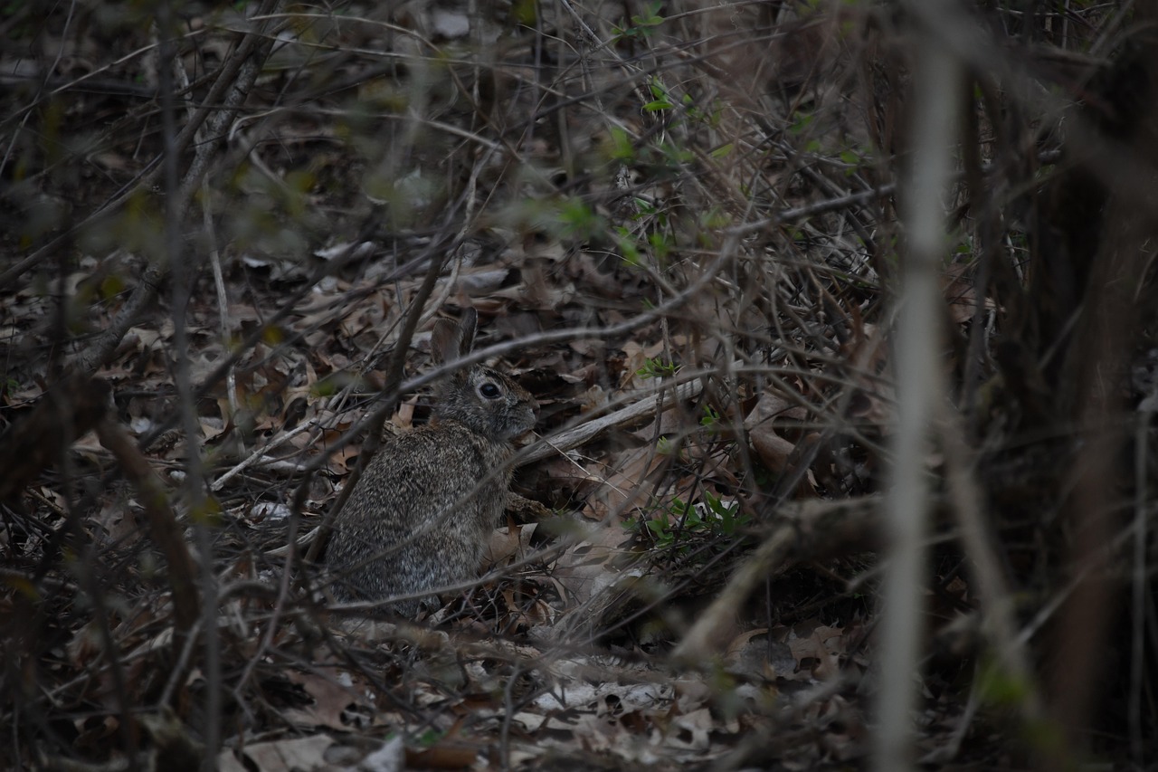 Rabbit Hiding Forest - Free photo on Pixabay