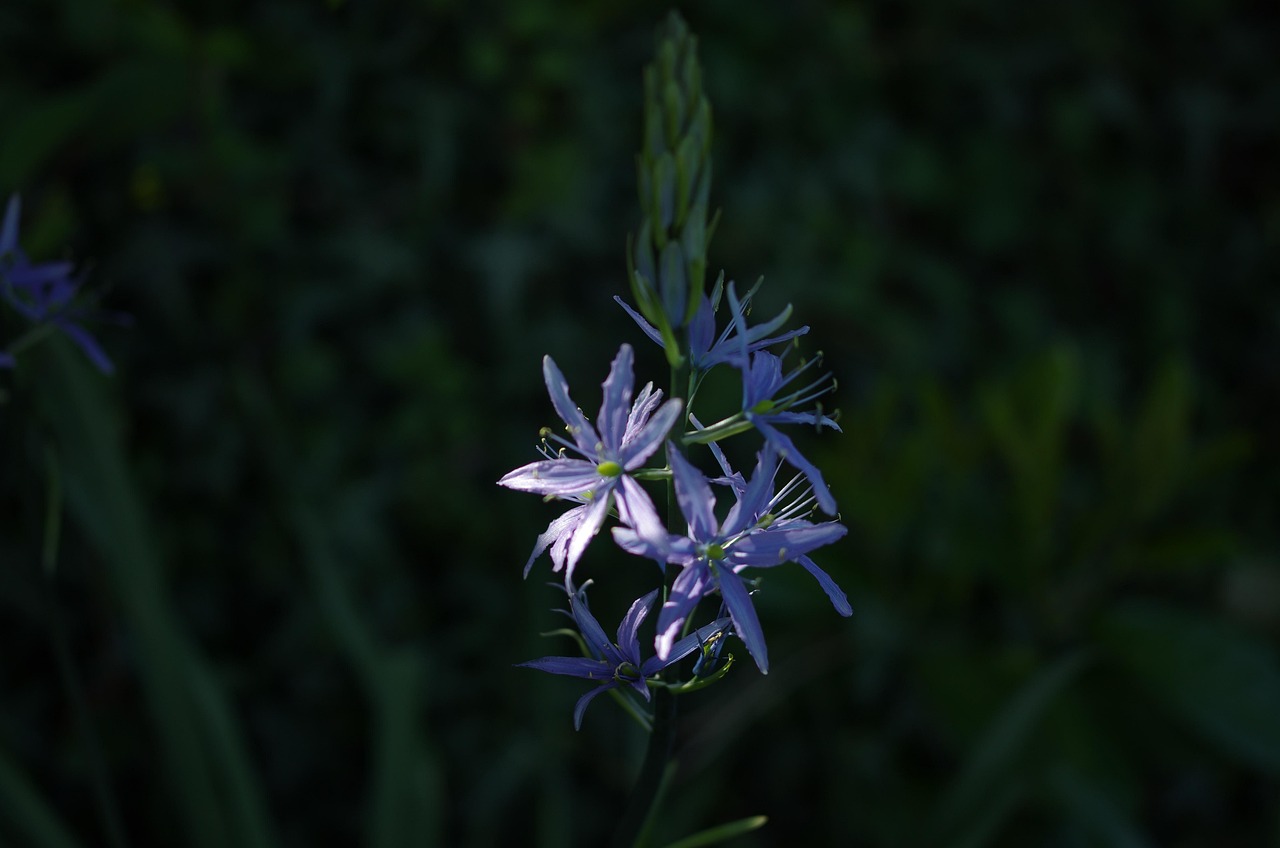 Kukat Violetti Kukka - Ilmainen valokuva Pixabayssa - Pixabay