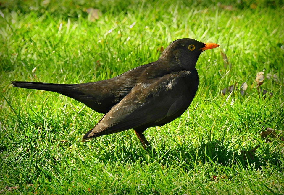 Bird Blackbird Species - Free photo on Pixabay - Pixabay