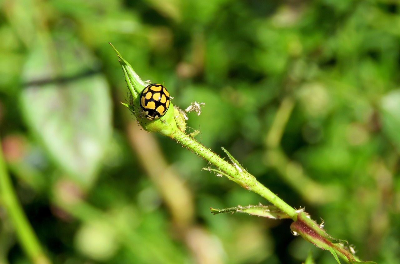 100,000+ Free Lady-Bird & Ladybug Images - Pixabay