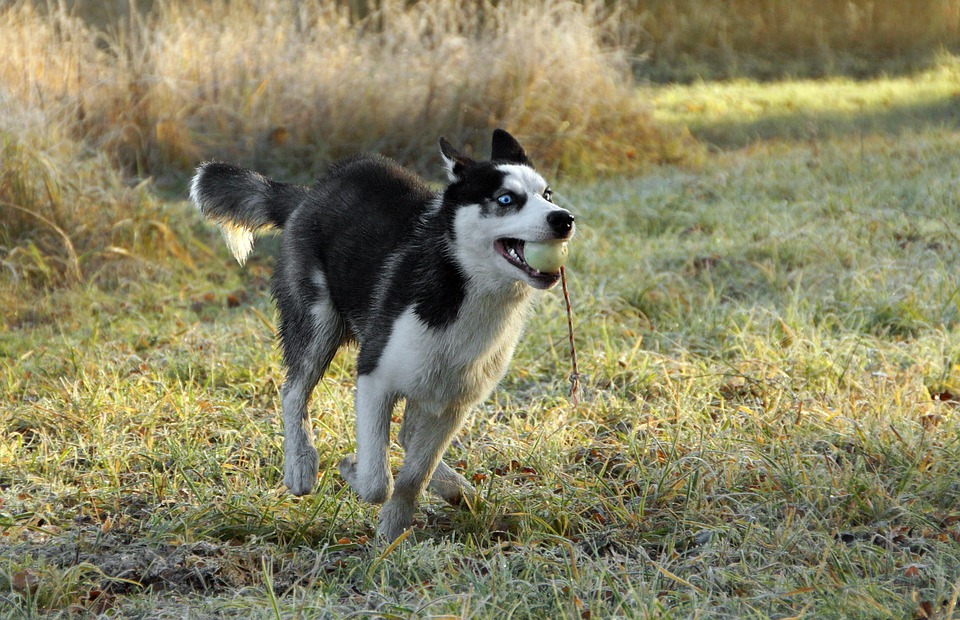 Câine Husky A Juca Caine De - Fotografie gratuită pe Pixabay