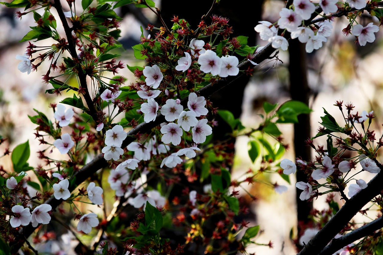 Cherry Blossoms Flower Tree - Pixabay의 무료 사진 - Pixabay