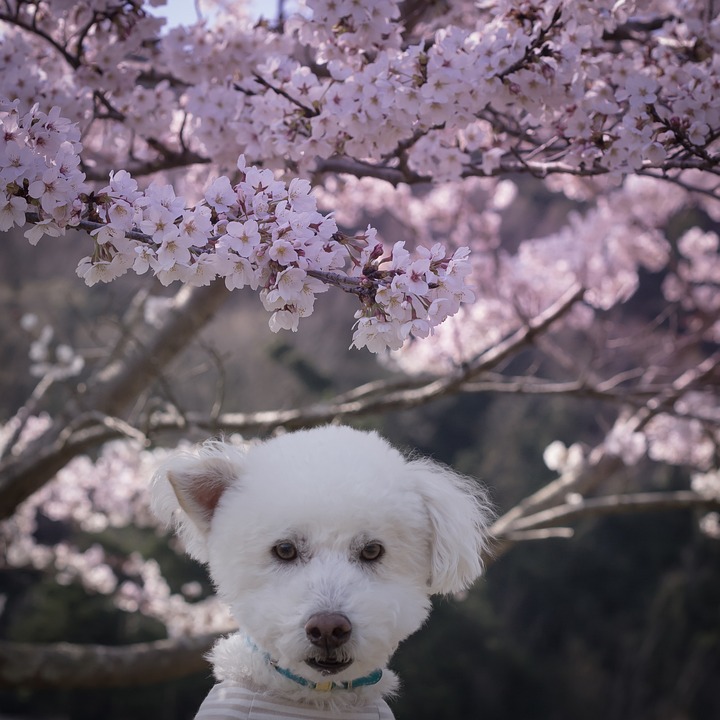 Dog Cherry Blossom - Free photo on Pixabay - Pixabay