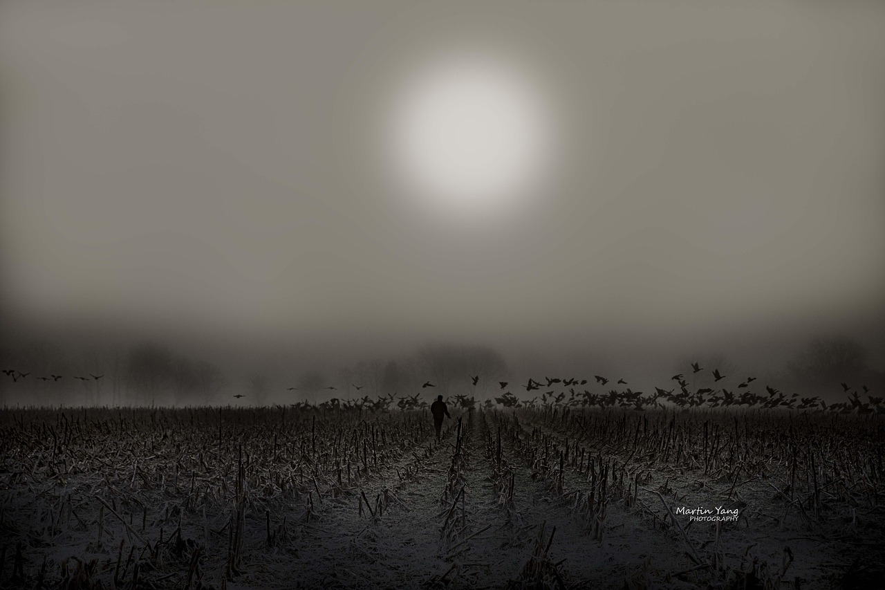 Morning Fog-Speed Footprints - Free photo on Pixabay - Pixabay