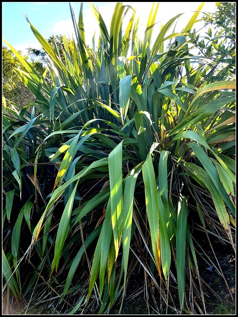Harakeke Nz New Zealand Flax - Free photo on Pixabay