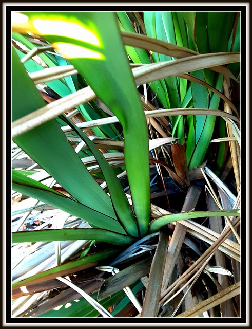 Harakeke Flax New Zealand - Free photo on Pixabay