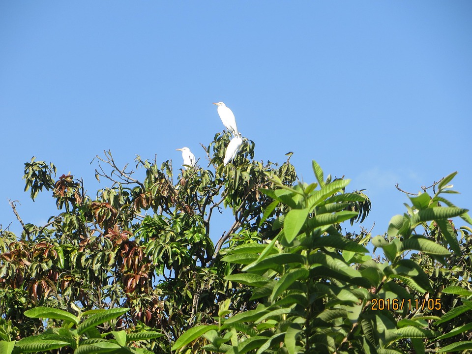 Bird Images White Birds At Tree - Free photo on Pixabay - Pixabay