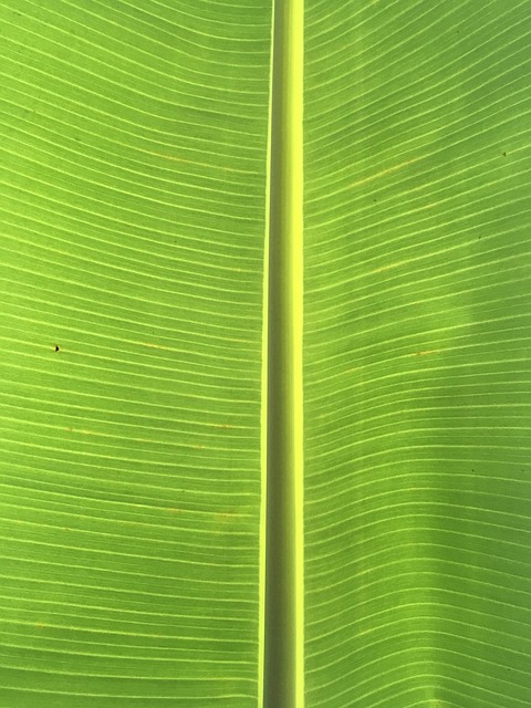 Feuille Texture Vert La - Photo gratuite sur Pixabay - Pixabay