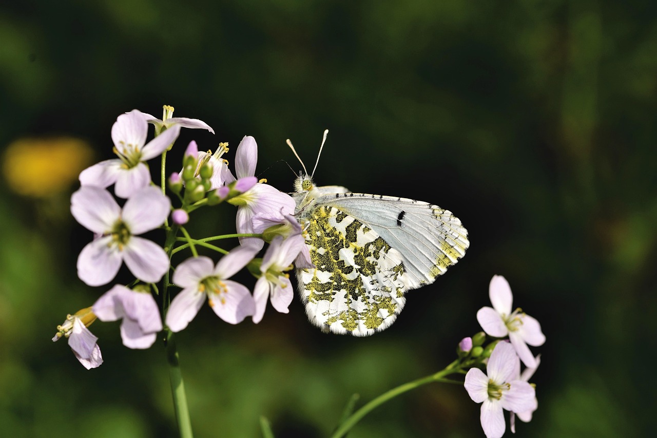 Aurora Vlinder Insect - Gratis foto op Pixabay - Pixabay